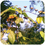 Abroma Augusta - Ayurvedic Herb