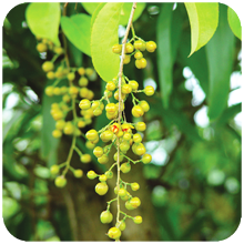 Celastrus Paniculatus - Ayurvedic Herb