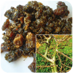Commiphora Mukul (Guggul Plant) - Ayurvedic Herb