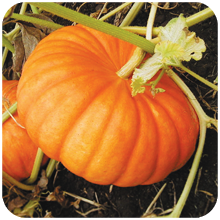 Cucurbita Maxima (Pumpkin) - Ayurvedic Herb