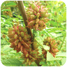 Glycyrrhiza glabra (Licorice) - Ayurvedic Herb