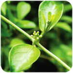 Gymnema Sylvestre - Ayurvedic Herb