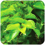 Symplocos Racemosa - Ayurvedic Herb
