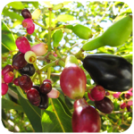 Syzygium Cumini - Ayurvedic Herb