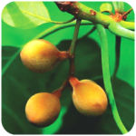 Terminalia Belerica (Beleric Myrobalan) - Ayurvedic Herb