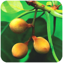 Terminalia Belerica (Beleric Myrobalan) - Ayurvedic Herb