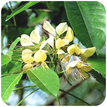 Crataeva Nurvala - Ayurvedic Herb